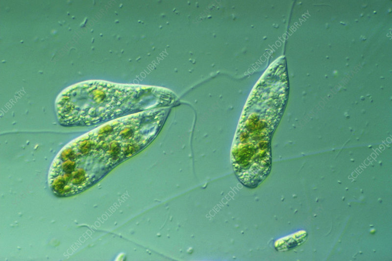 23 Commonly Seen Microorganisms In STP